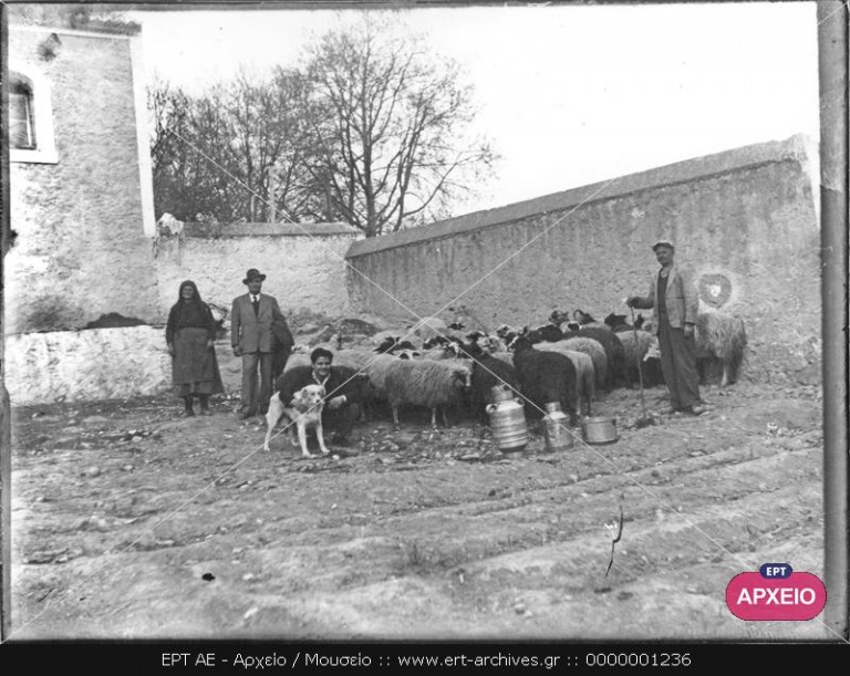 ΒΟΣΚΟΙ ΜΕ ΠΡΟΒΑΤΑ ΣΕ ΠΟΙΜΝΙΟΣΤΑΣΙΟ | archive.ert.gr
