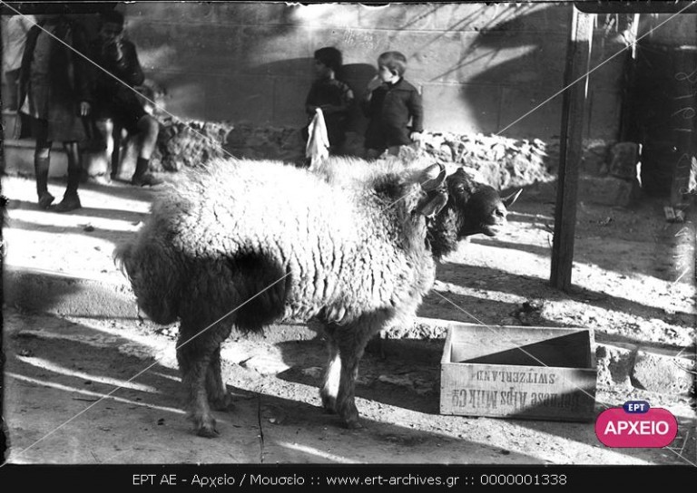 ΦΩΤΟΓΡΑΦΙΑ ΠΡΟΒΑΤΟΥ | archive.ert.gr