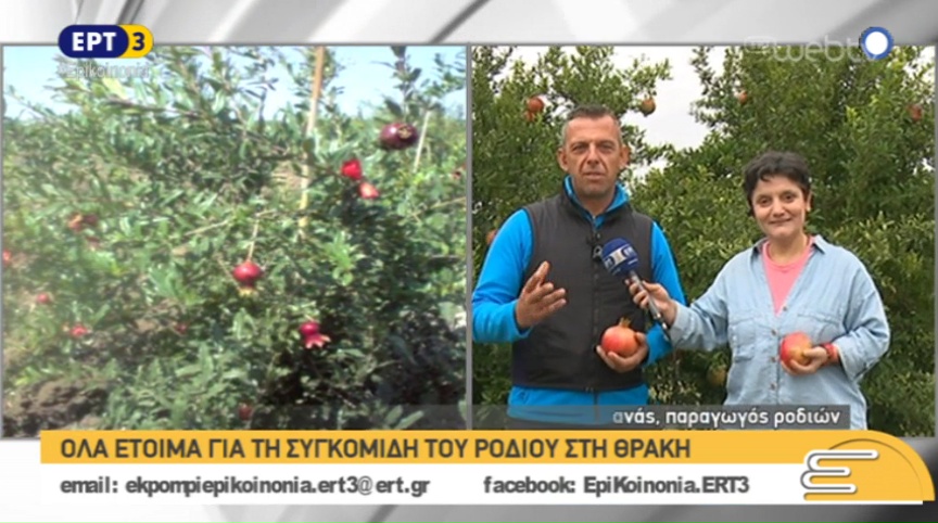 ΟΛΑ…ΡΟΔΙΝΑ ΓΙΑ ΤΗΝ ΦΕΤΙΝΗ ΠΑΡΑΓΩΓΗ ΡΟΔΙΟΥ ΣΤΗ ΡΟΔΟΠΗ | archive.ert.gr