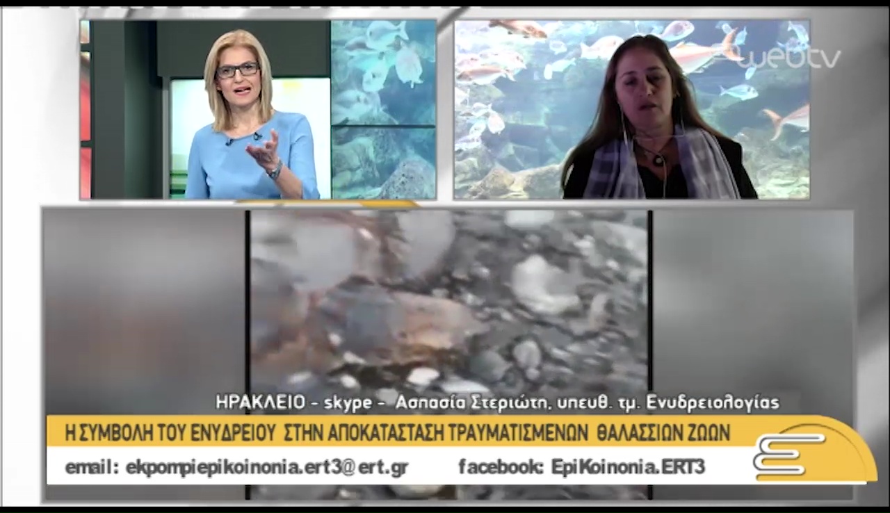Η διάσωση της χελώνας …καρέ- καρέ και η ζωή στο ενυδρείο | archive.ert.gr