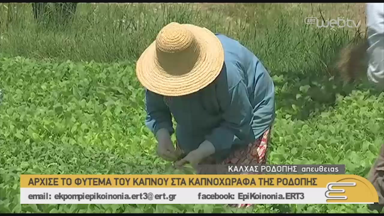 ΑΡΧΙΣΕ ΤΟ ΦΥΤΕΜΑ ΤΟΥ ΚΑΠΝΟΥ ΣΤΑ ΚΑΠΝΟΧΩΡΑΦΑ ΤΗΣ ΡΟΔΟΠΗΣ | archive.ert.gr
