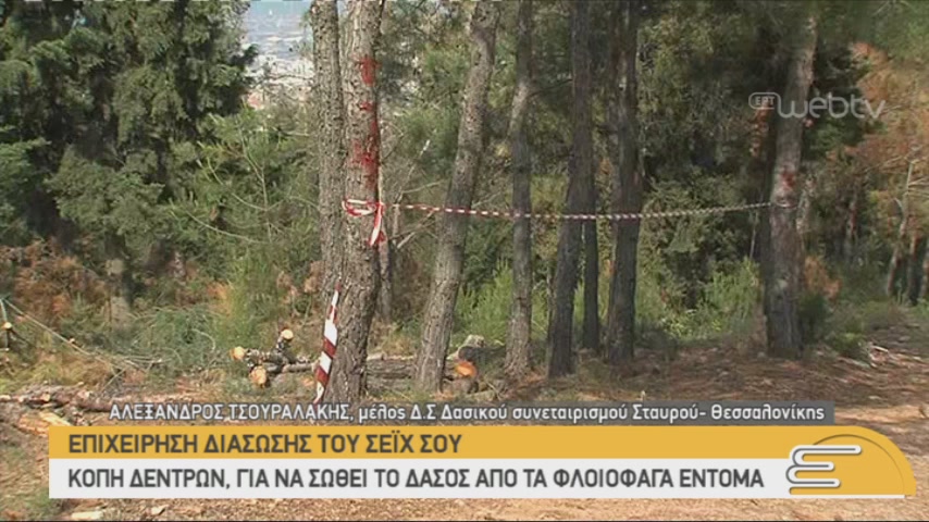 Επιχείρηση διάσωσης του Σέϊχ Σου. Κοπή δέντρων, για να σωθεί το δάσος ...